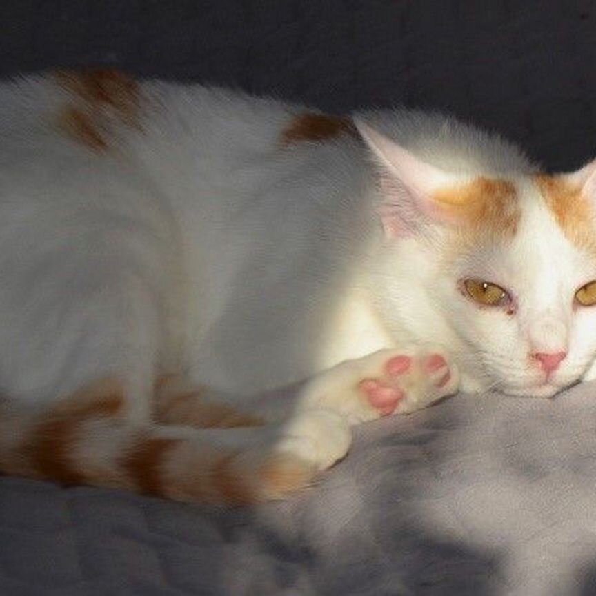 Отдам котика подростка