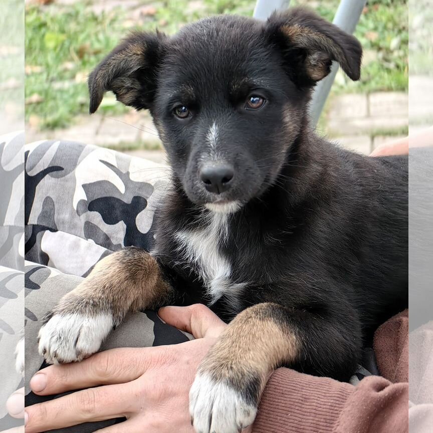 Щенок в добрые руки