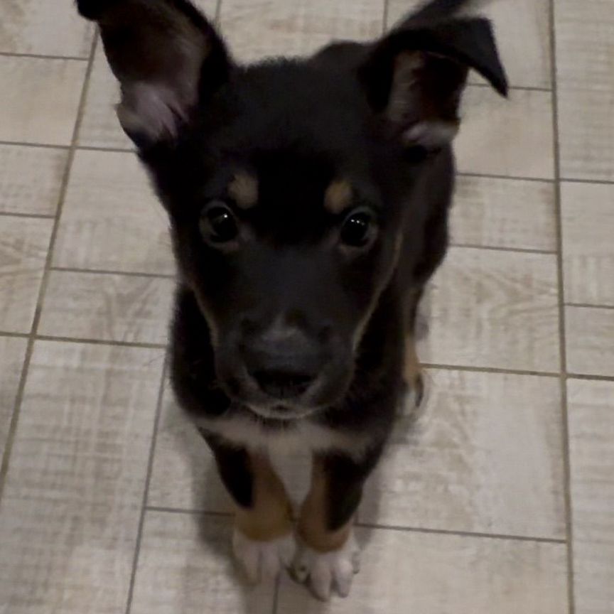 Щенок мальчик в добрые руки