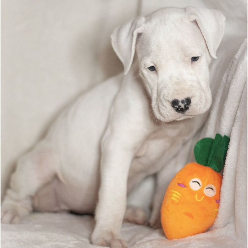 Аргентинский дог щенок