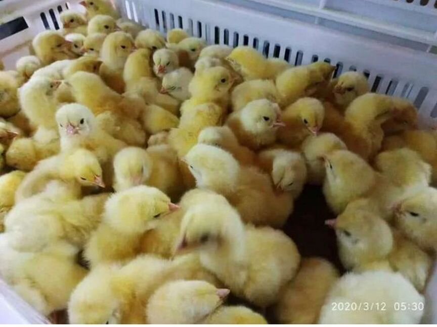 Цыплята бройлеры