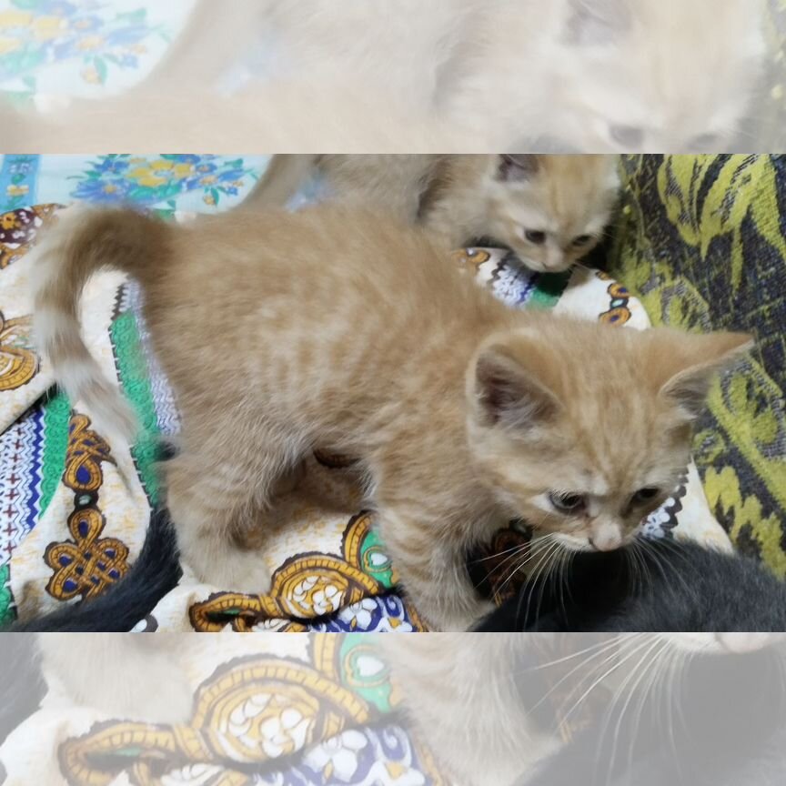 Отдам в добрые руки котят мальчики