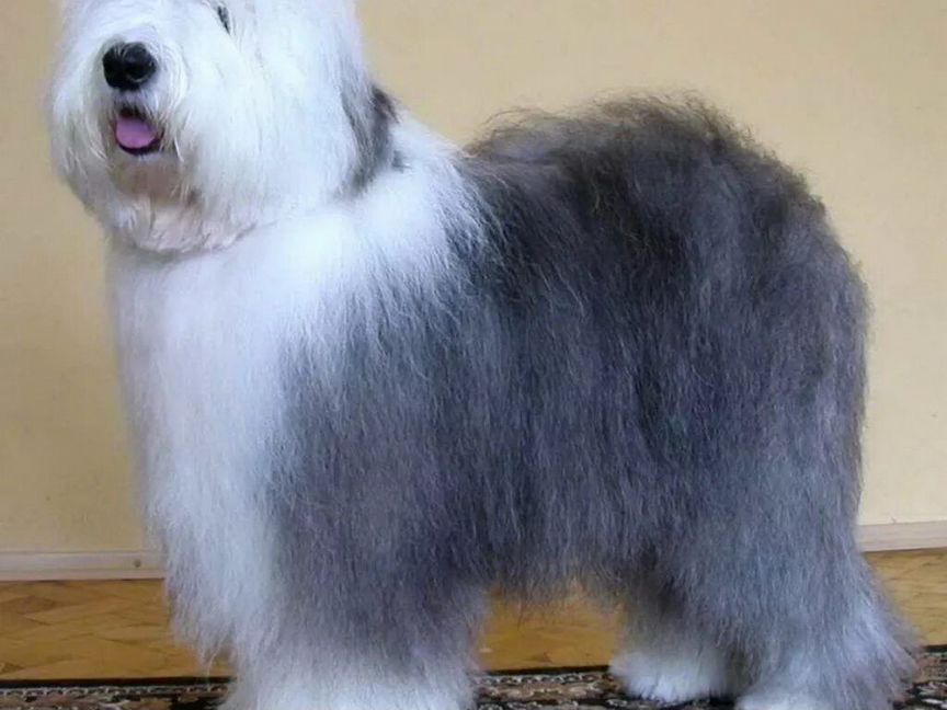 Прядение собачьей шерсти