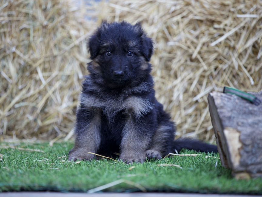 Щенки немецкой овчарки от питомника