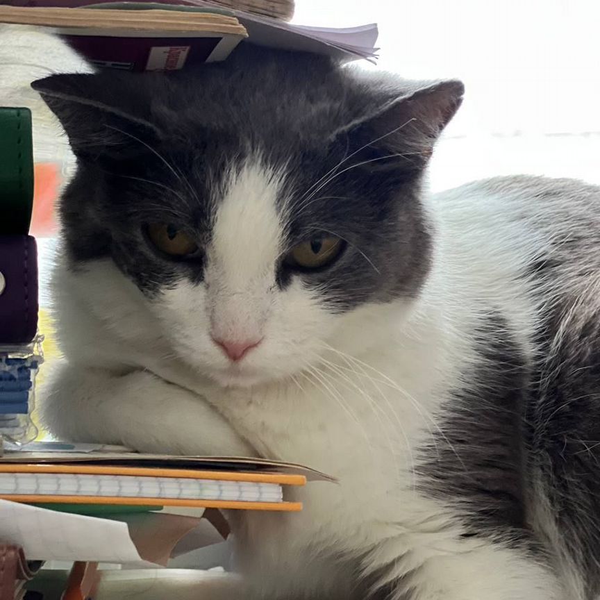 Кошечка в добрые руки