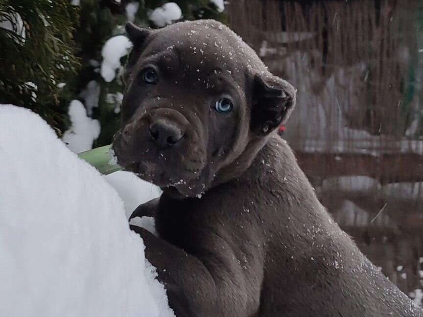 Кане Корсик Boy