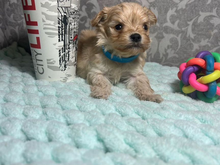 Щенки мальтипу f1 мини