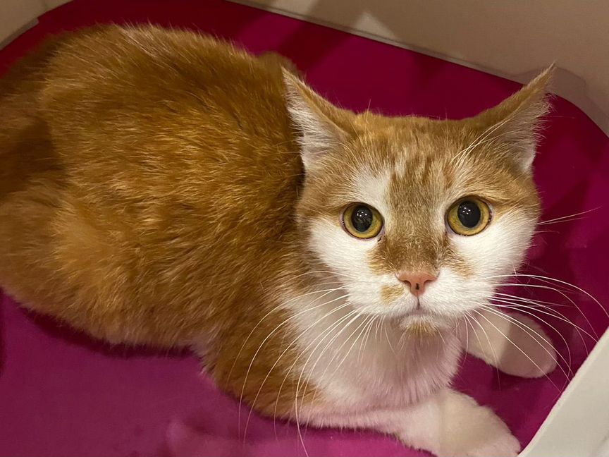 Кот рыжий бесплатно