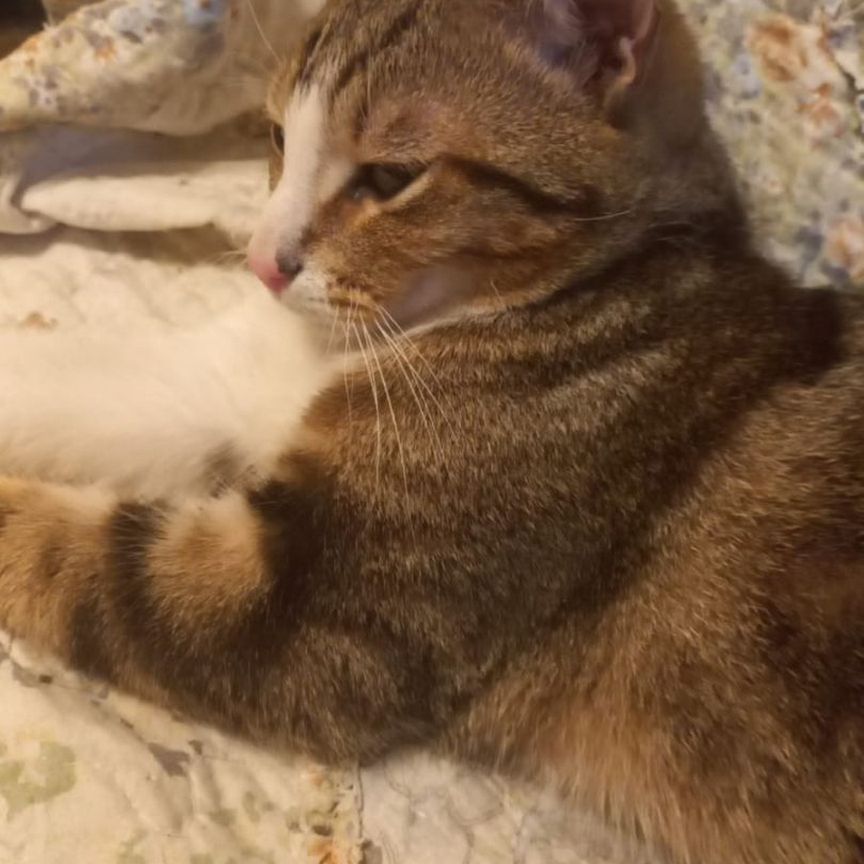 Замечательный кот