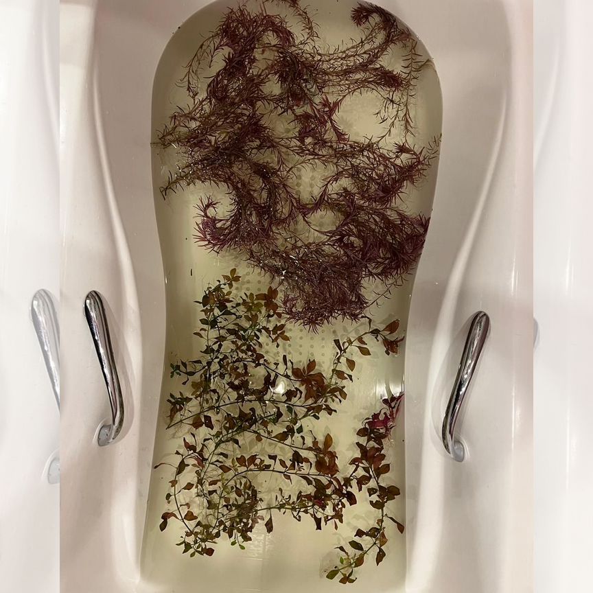 Аквариумные растения прополка