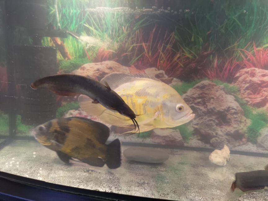 Астронотусы, сомики