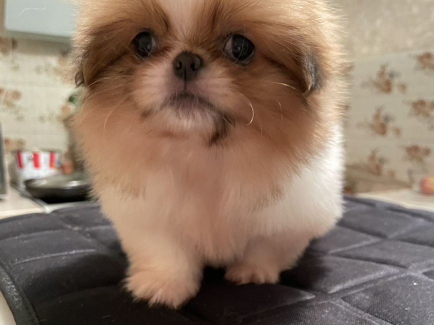 Щенки пекинеса