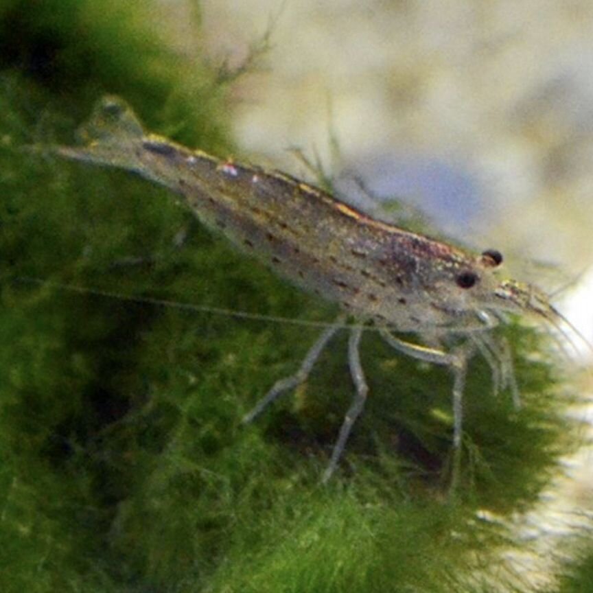 Аквариумные креветки