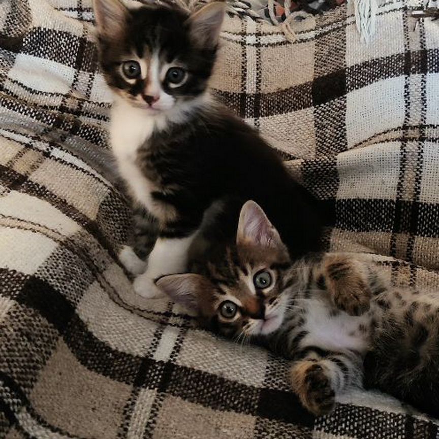 Котята в добрые руки