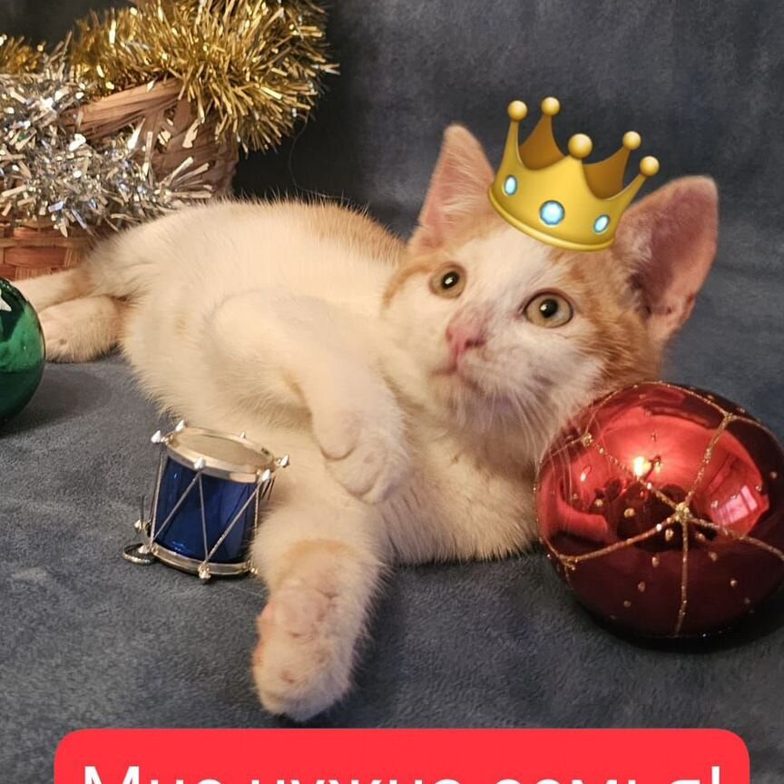 Котёнок в добрые руки