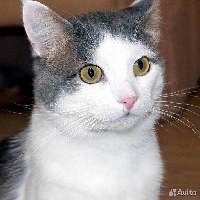 Отличный кот ждет семью