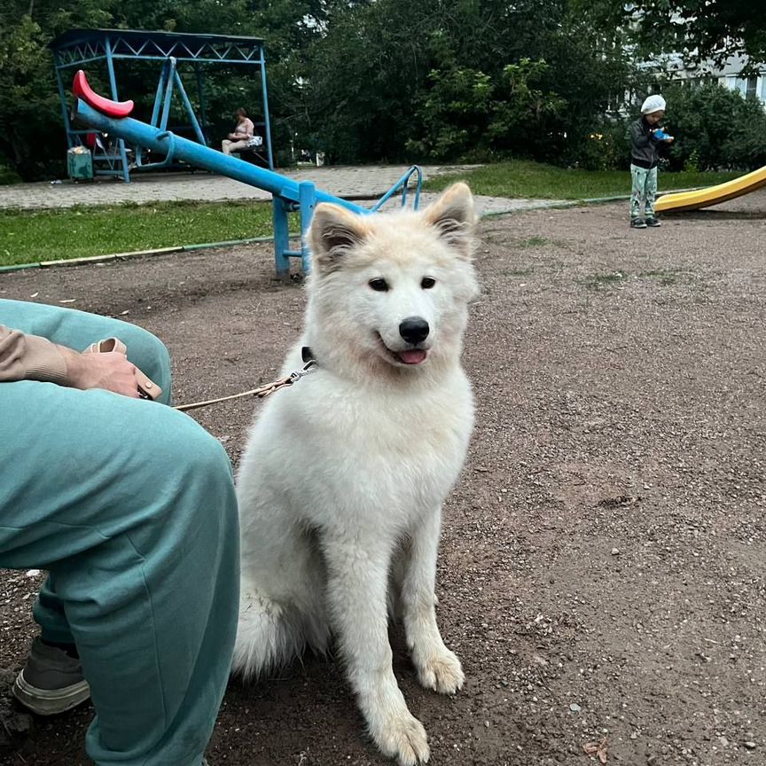 Собака в добрые руки