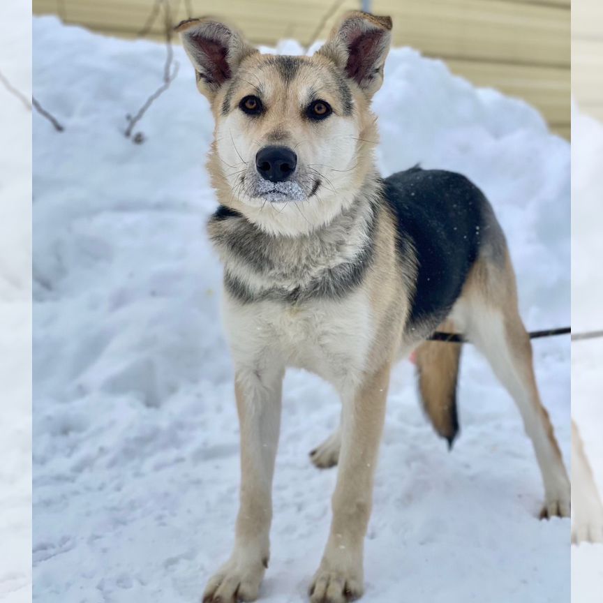 Немецкая овчарка, щенок