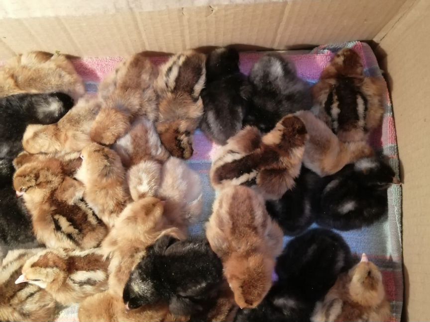 Продам суточных цыплят