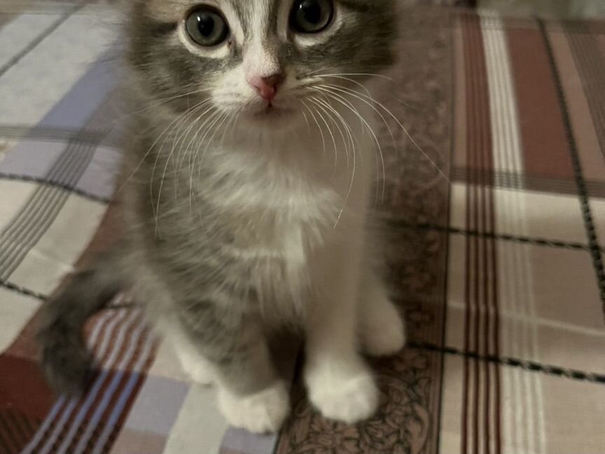 Котенок девочка в добрые руки