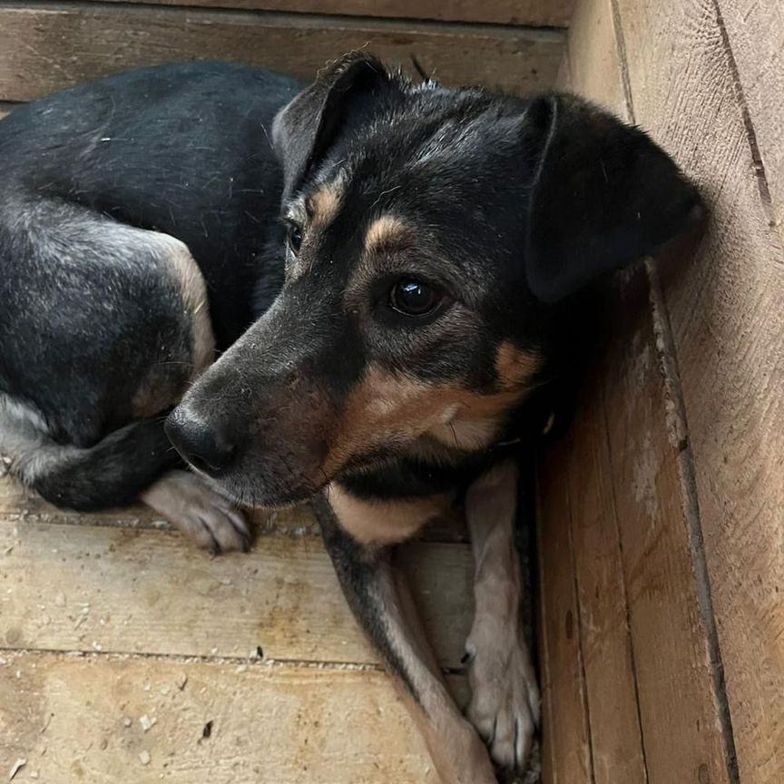 Небольшая собачка Тоня из приюта в добрые руки