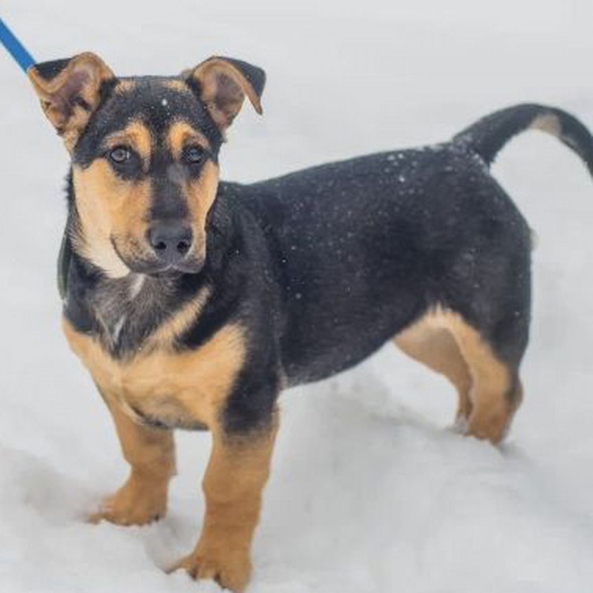 Собака в добрые руки отдам бесплатно