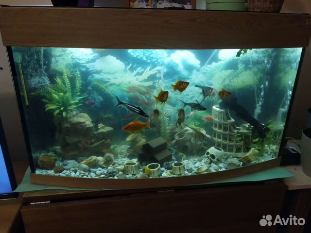 Аквариум с с восхитительными рыбкомы