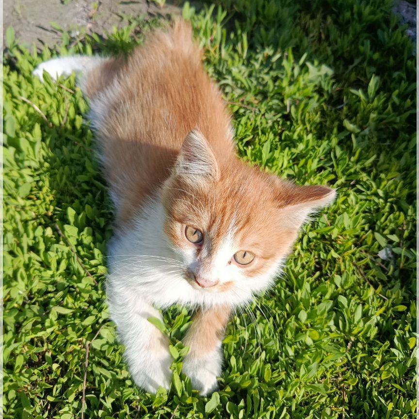 Котёнок в добрые руки