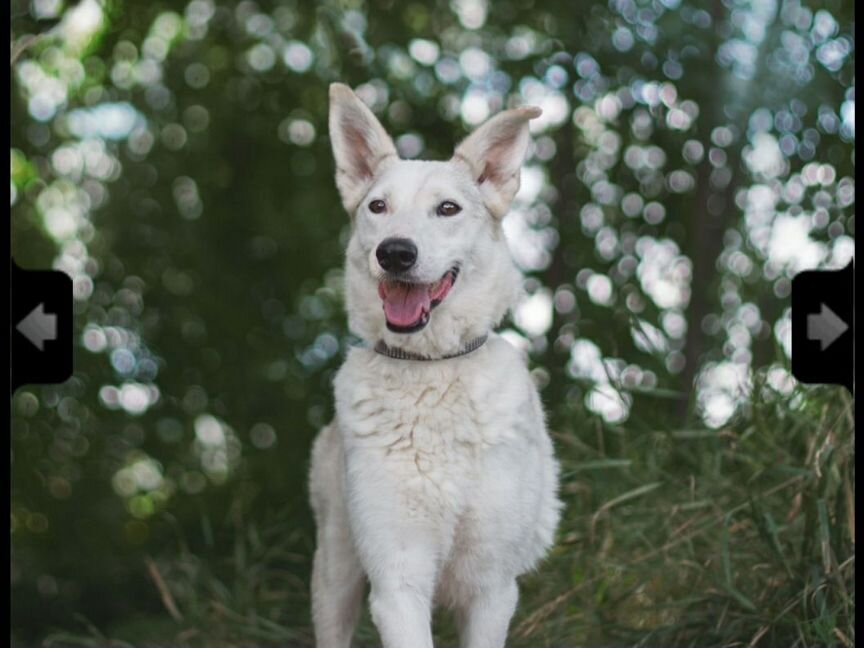 Собака в добрые руки