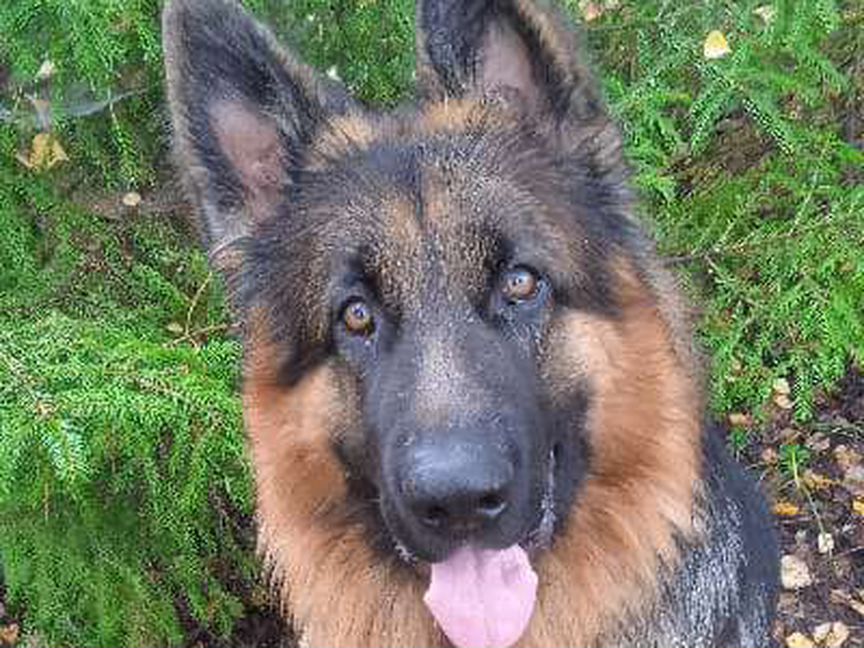 Кобель для случки с родословной