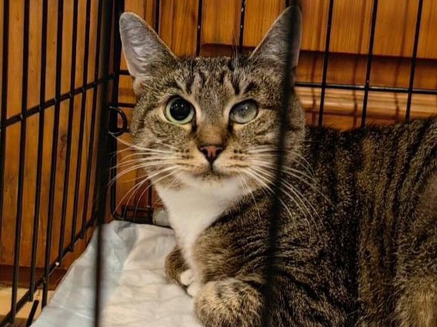 Кошечка видит одним глазом