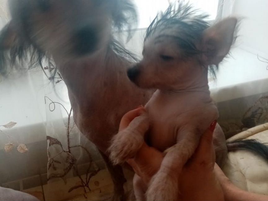 Продаются щенки Китайской хохлатой