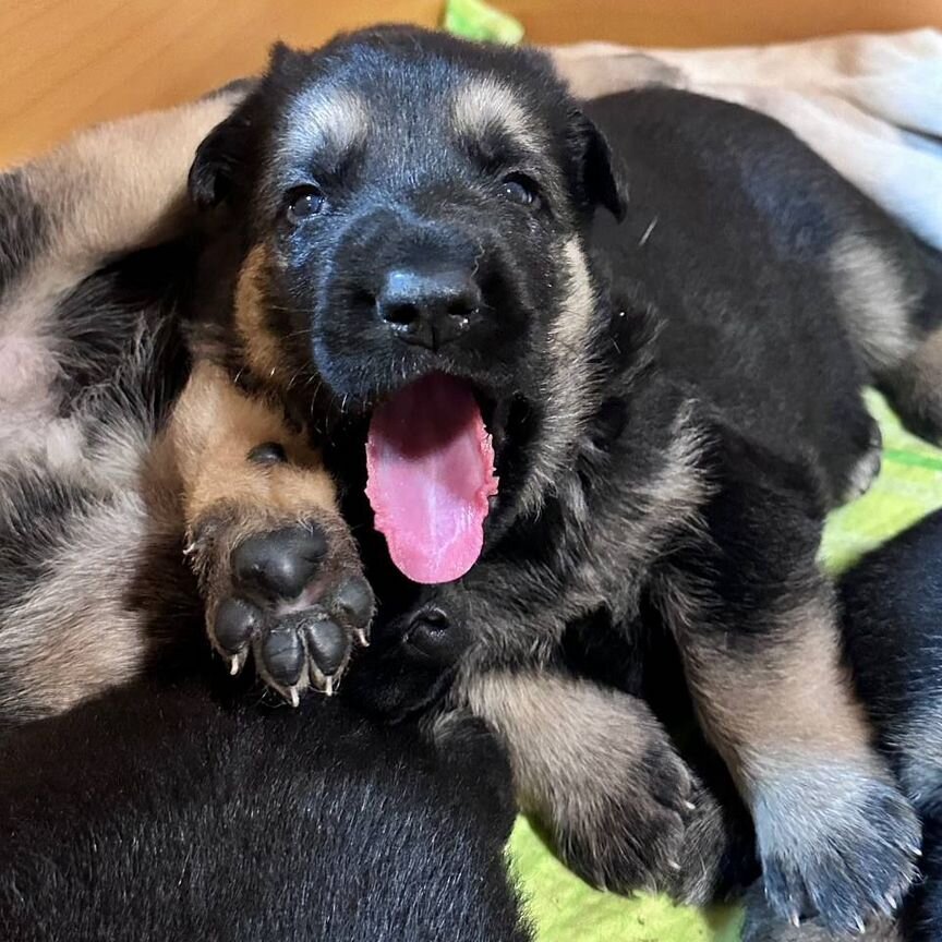 Щенки Восточно европейской овчарки(вео)