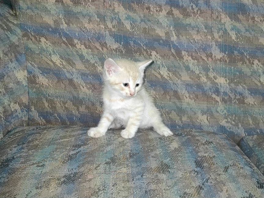 Котята в добрые руки бесплатно