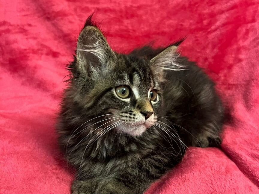 Мейн-кун девочка с документами