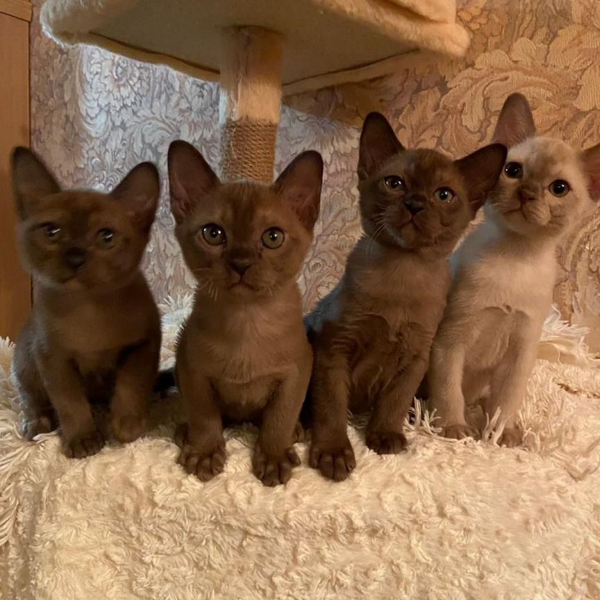 Европейский бурманский котёнок