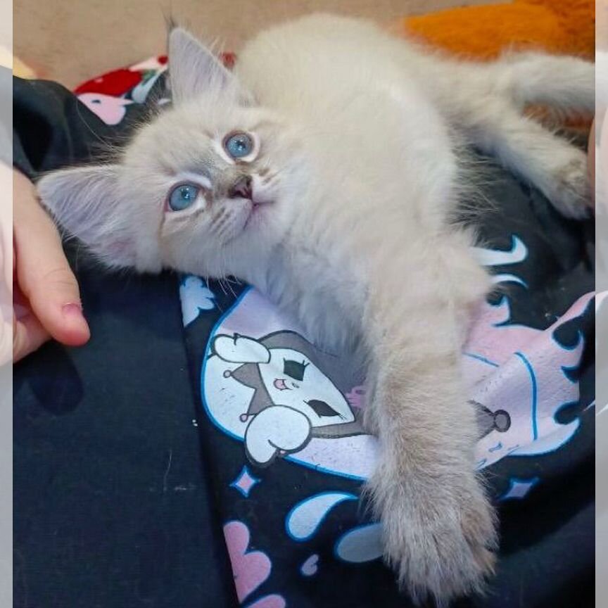 Невский маскарадный котёнок