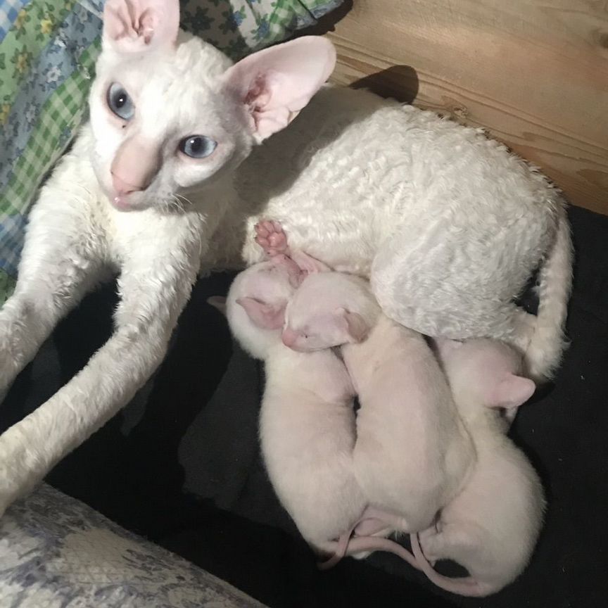 Корниш-рекс котёнок