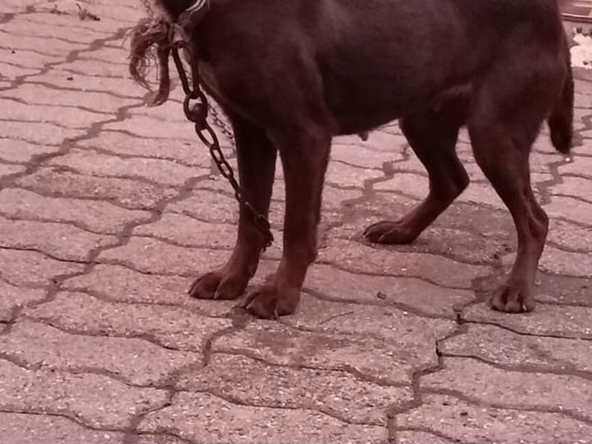 Отдам бесплатно в добрые руки