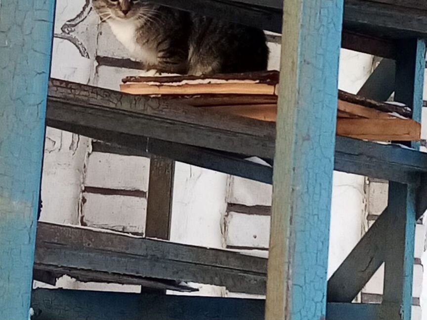 Котята мёрзнут во Мге