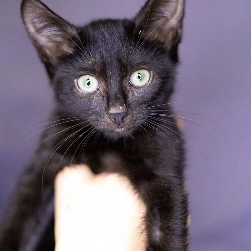 Котята в добрые руки бесплатно