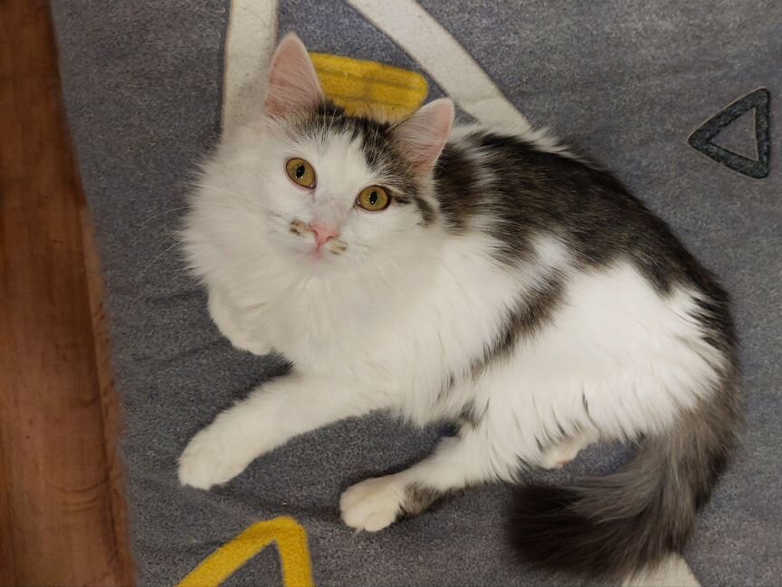 Кошка котёнок девочка супер ласковая добрая