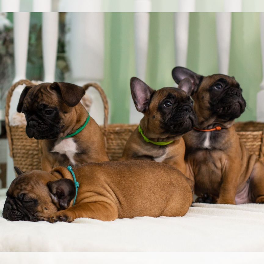 Французский бульдог, щенок