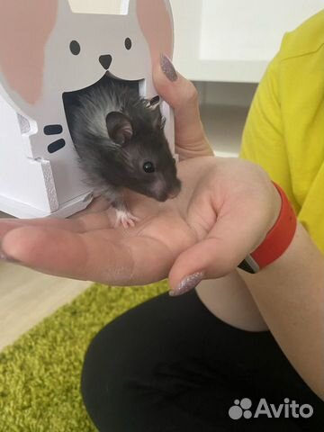 Хомяки в добрые руки