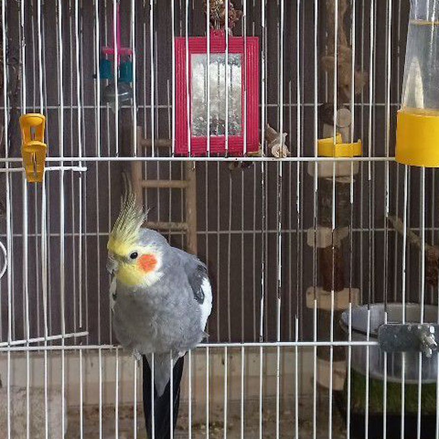 Попугай корелла с клеткой