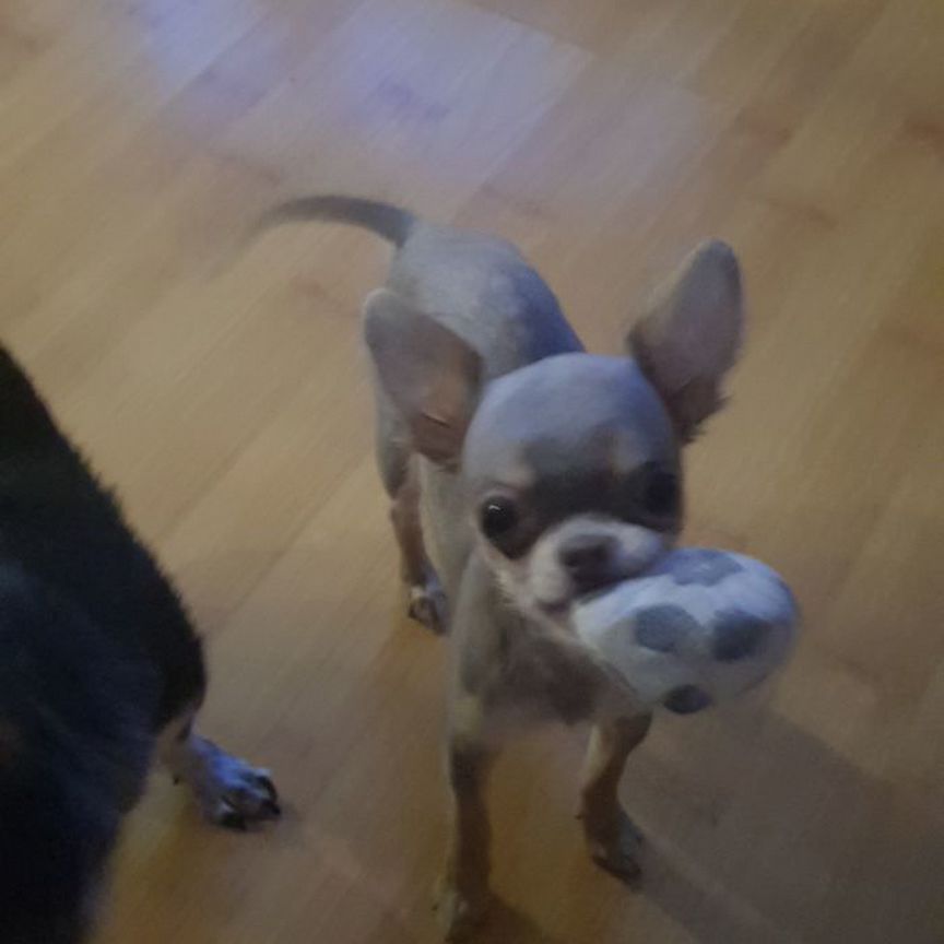 Ищем невесту