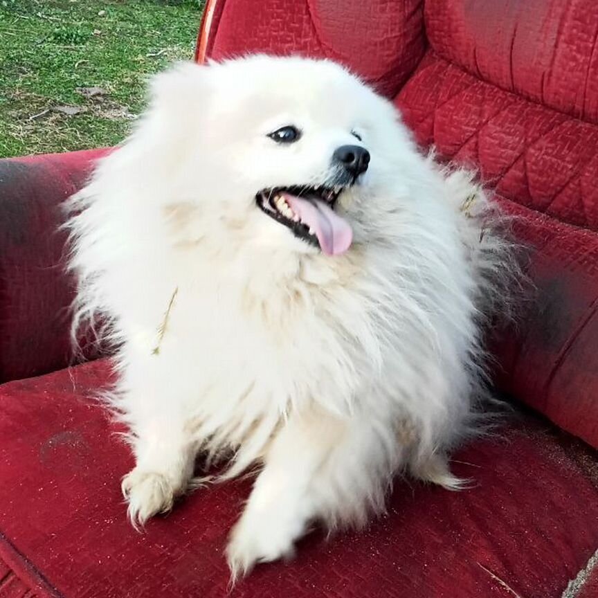 Собаки мелкие