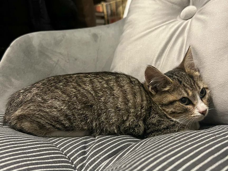 Кошка в дар бесплатно