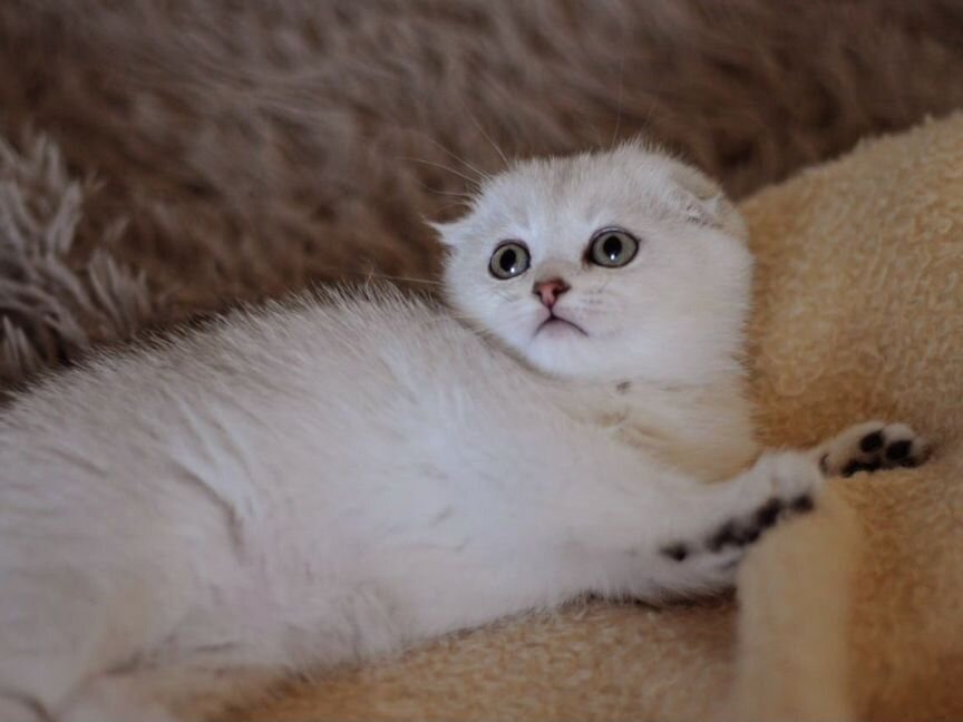 Шотландский котенок в разведение