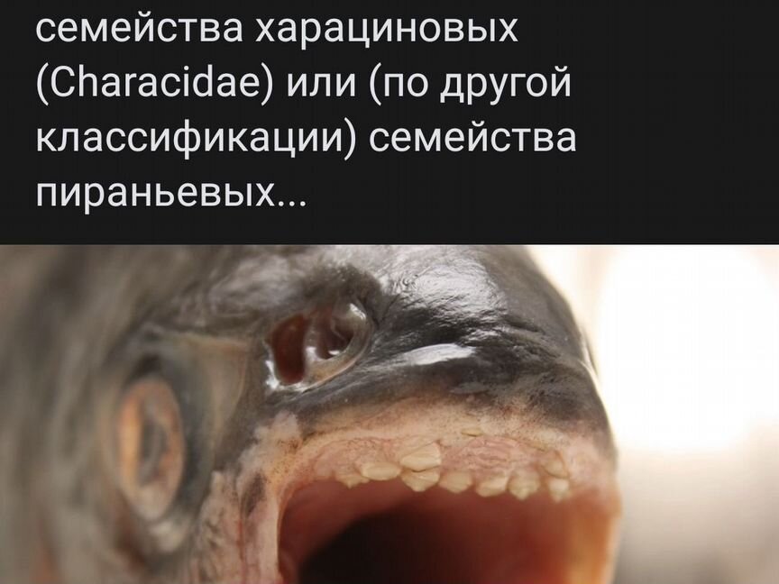 Леня пирань 5 лет проживет ещё лет 10+ сом